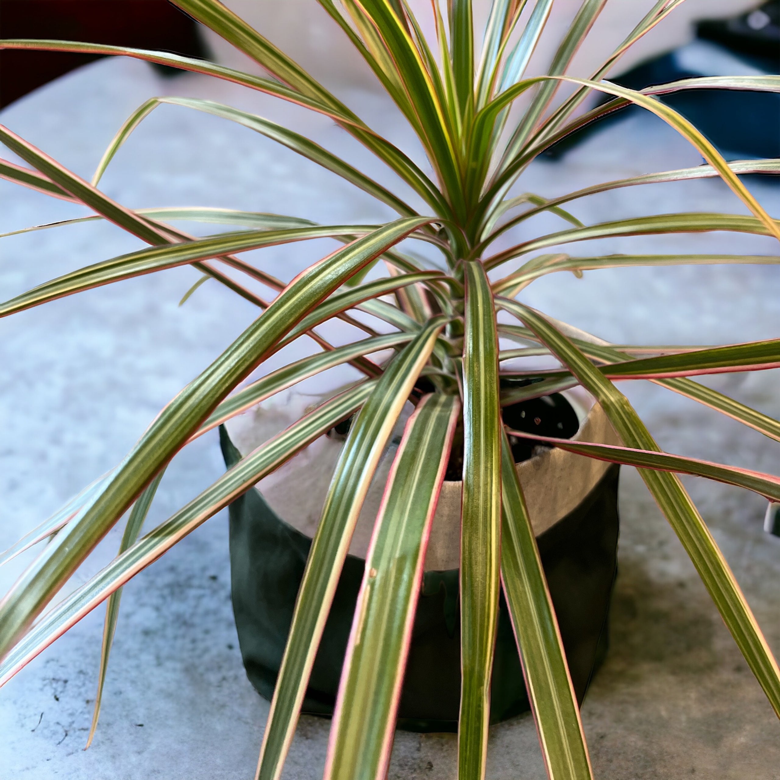 Dracaena reflexa tricolor | La Planterie