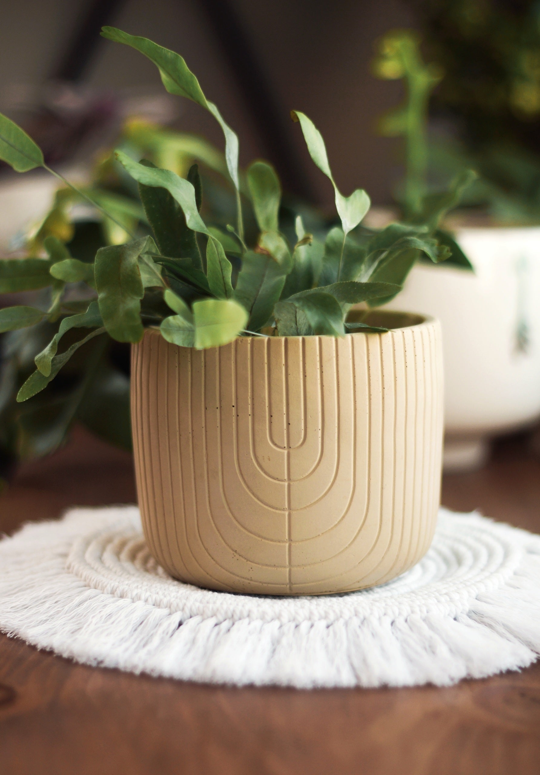 Cache-pot infinity 4po sans trou de drainage | La Planterie